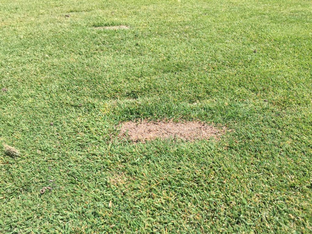 Divots, Divots Everywhere